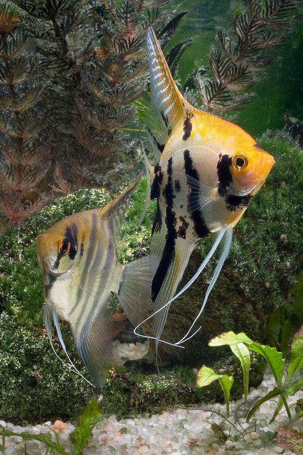 Freshwater Angelfish Species Profiles And Natural History Freshwater Angelfish Species Profiles And Natural History